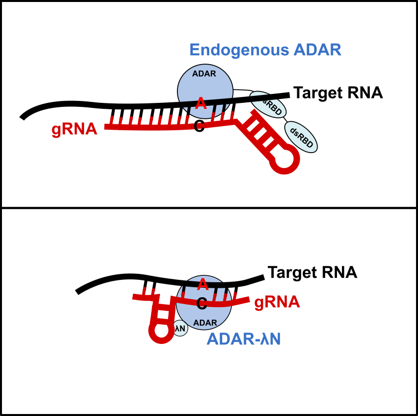 ADARs and Site-Directed RNA Editing as a Potential Therapeutic | UC Davis Biotechnology Program
